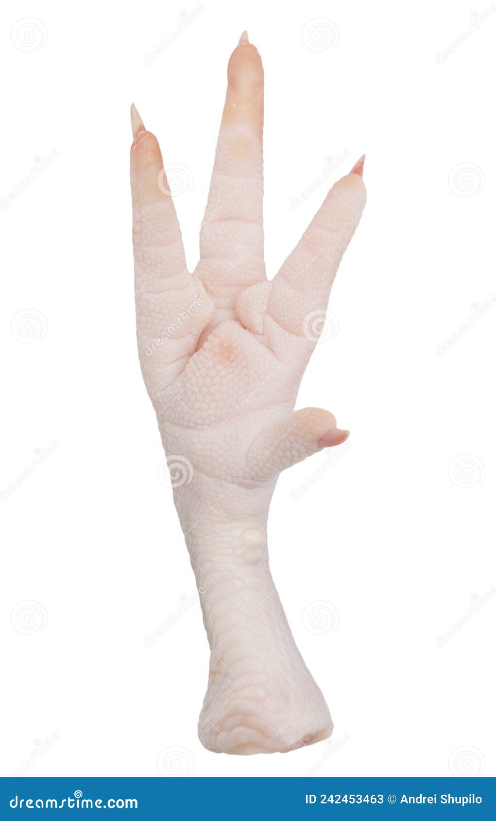 Chicken Paws on a White Background. Stock Image - Image of carpus ...