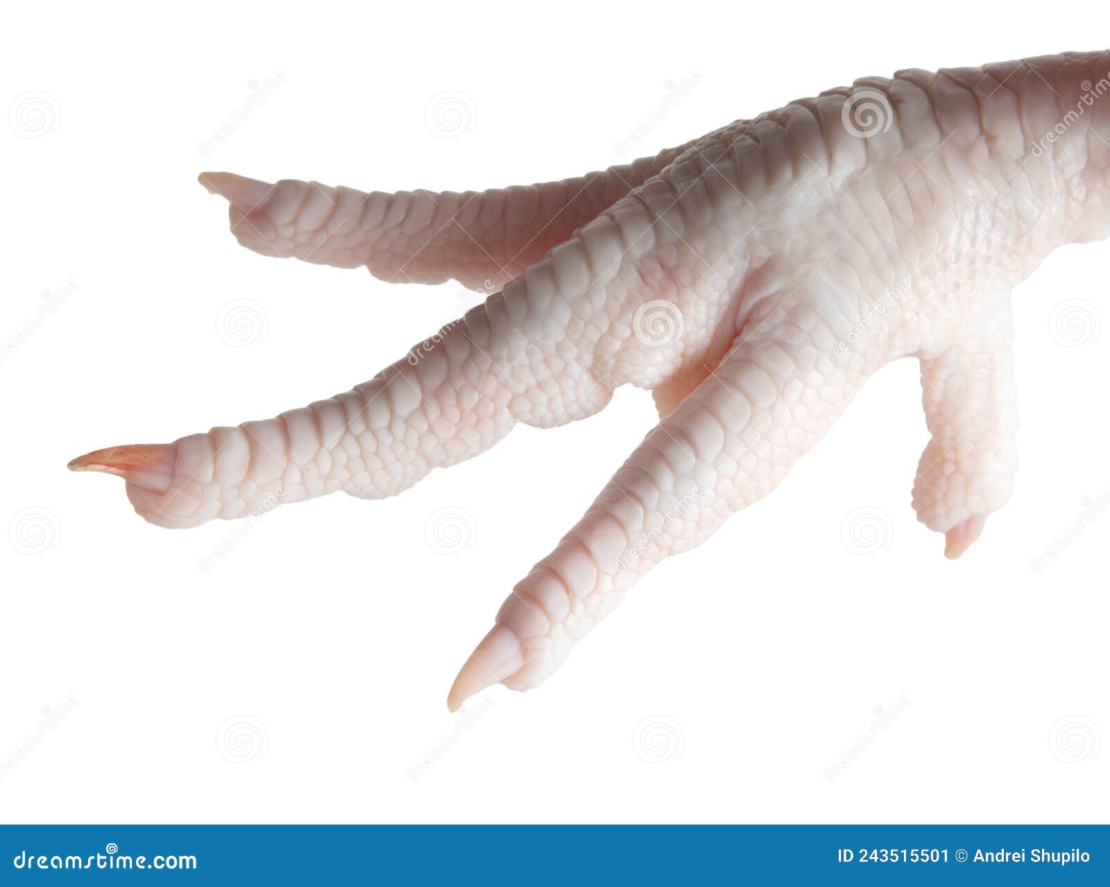 Chicken Paws on a White Background. Stock Image - Image of studio, food ...