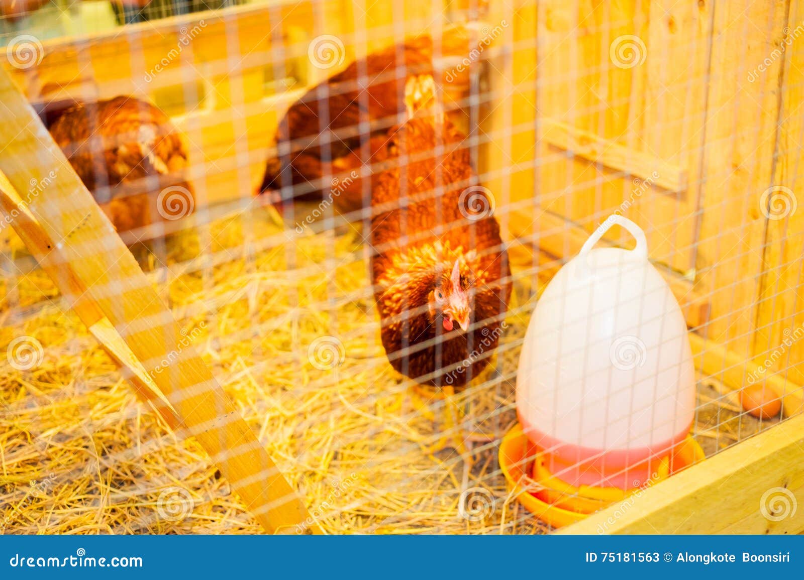 Chicken pecking food. stock image. Image of beak, bird - 75181563