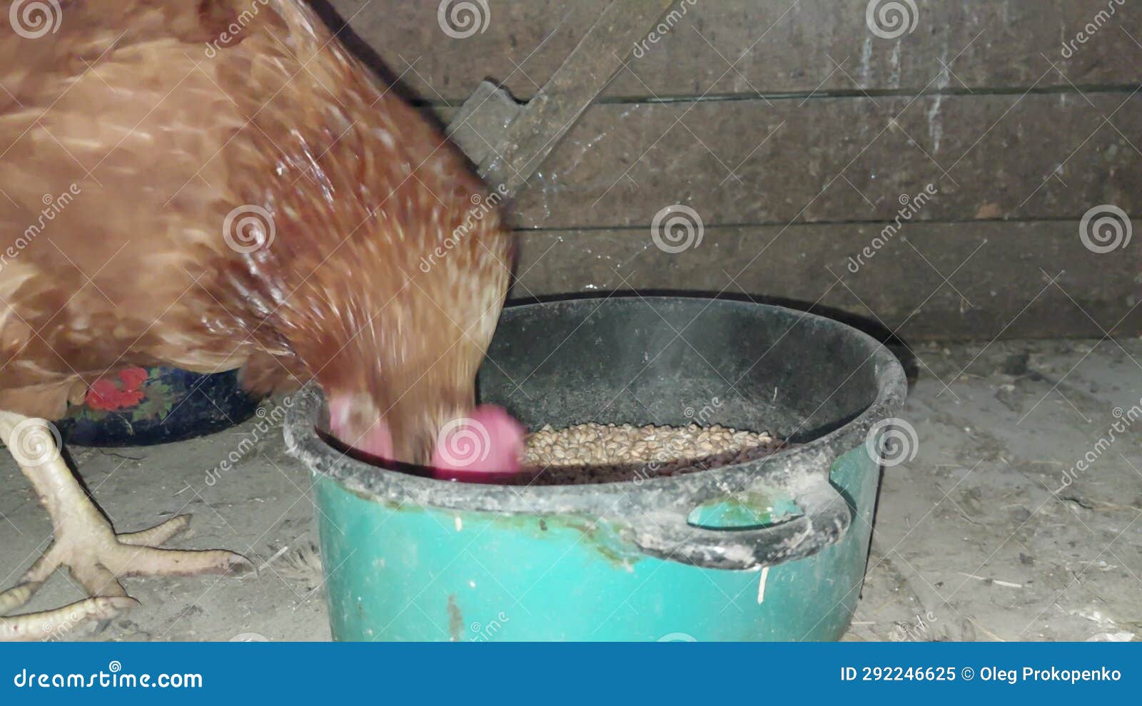 Chicken Pecking Grain in the Barn Stock Video - Video of domestic, farm ...