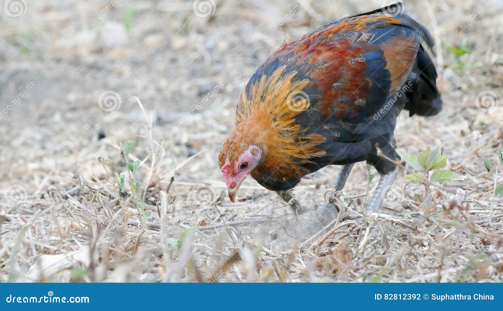 Chicken pecking stock photo. Image of chicken, female - 82812392