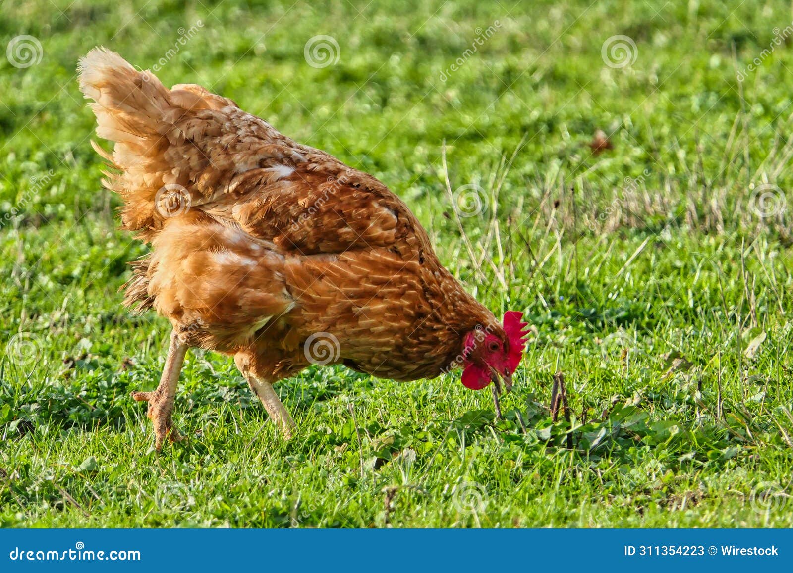 Chicken Pecking at Grass in a Green Field. Stock Image - Image of ...