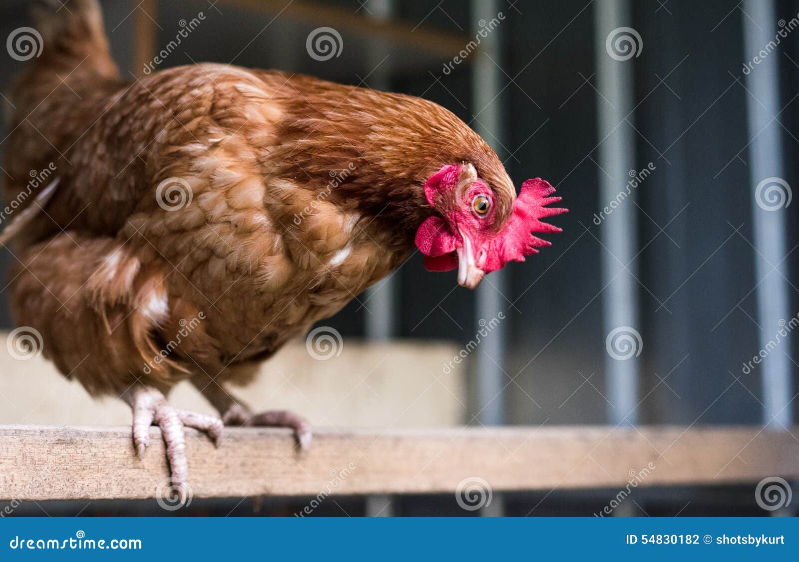 Chicken on Perch stock photo. Image of galinha, inquisitive - 54830182