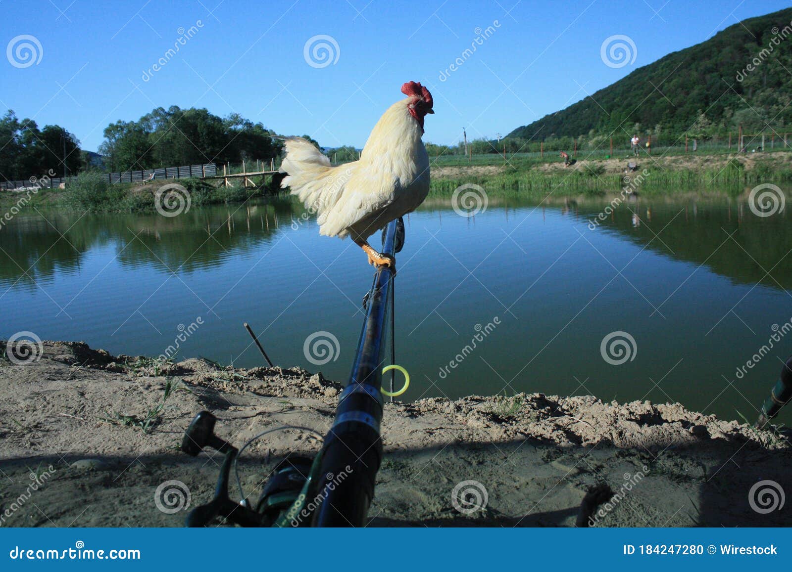 Chicken Perched on a Fishing Pole by the Lake Stock Photo - Image of ...