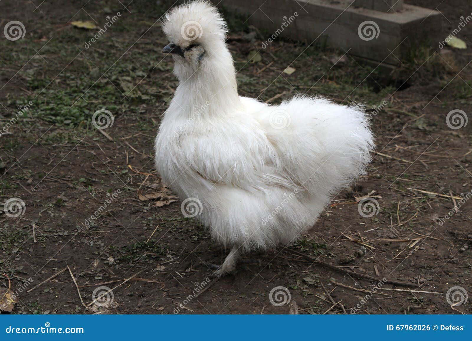 Chicken. stock photo. Image of bird, running, farm, house - 67962026