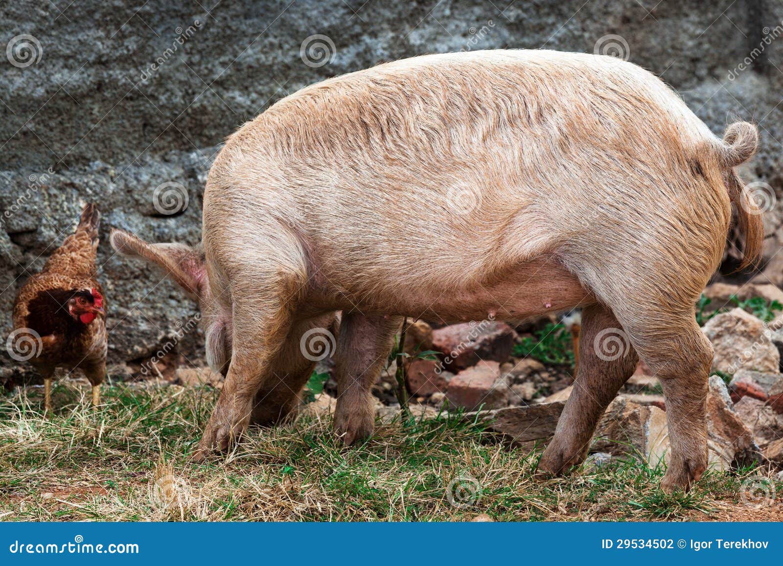 Chicken and a pig stock photo. Image of nature, brown - 29534502