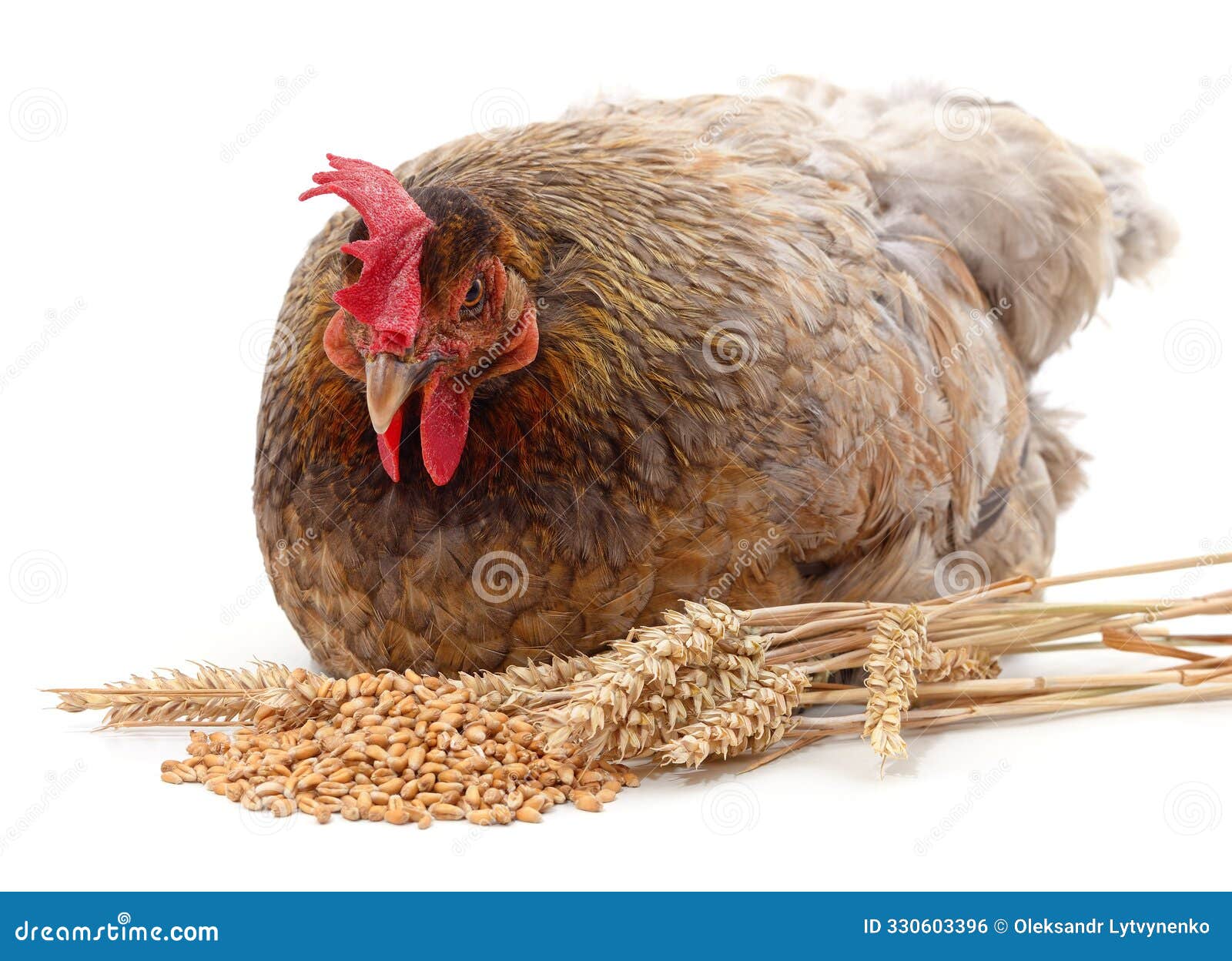 Chicken and a Pile of Grain Stock Photo - Image of agriculture, quail ...