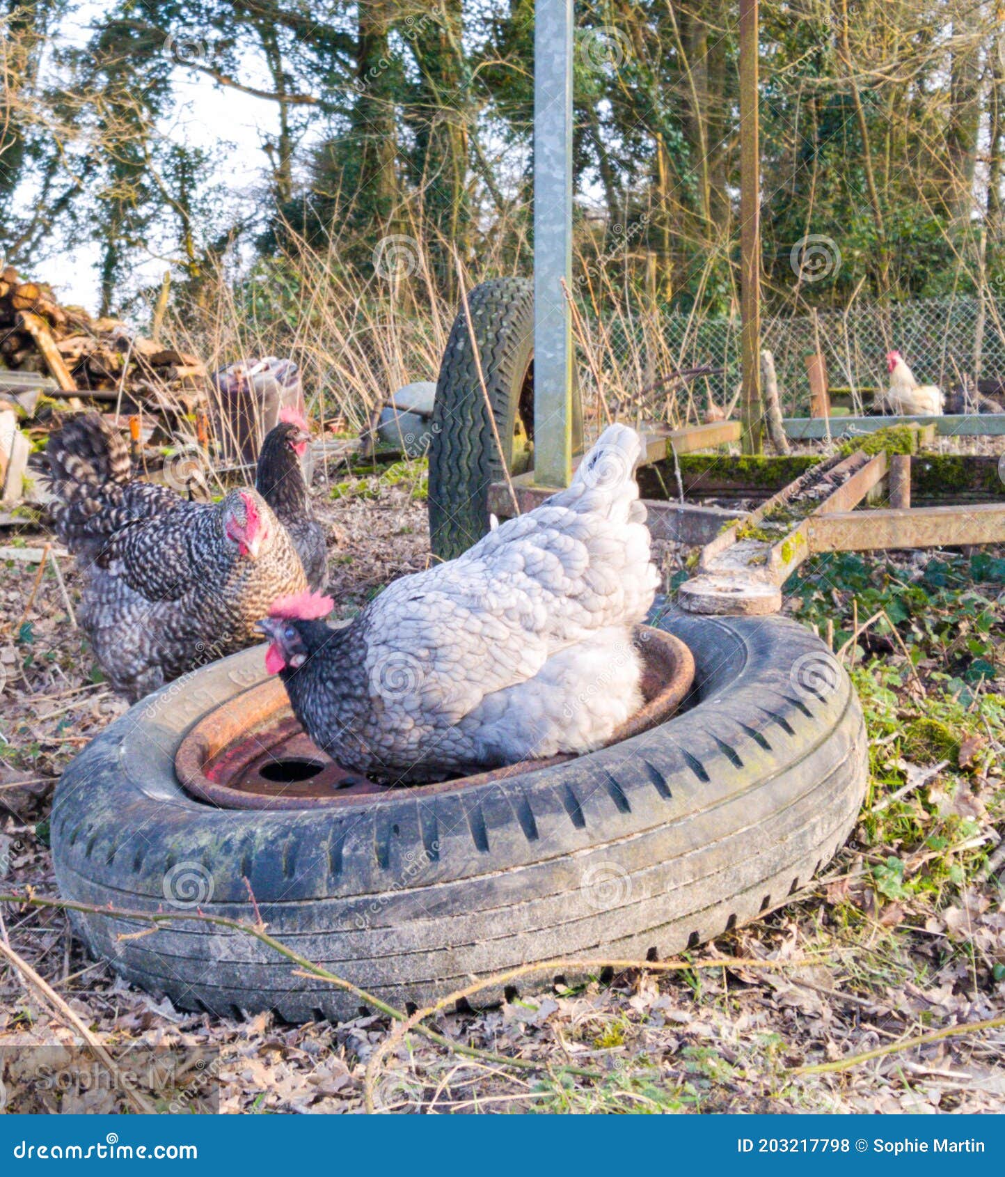 Chicken playing and eating stock photo. Image of waterbird - 203217798