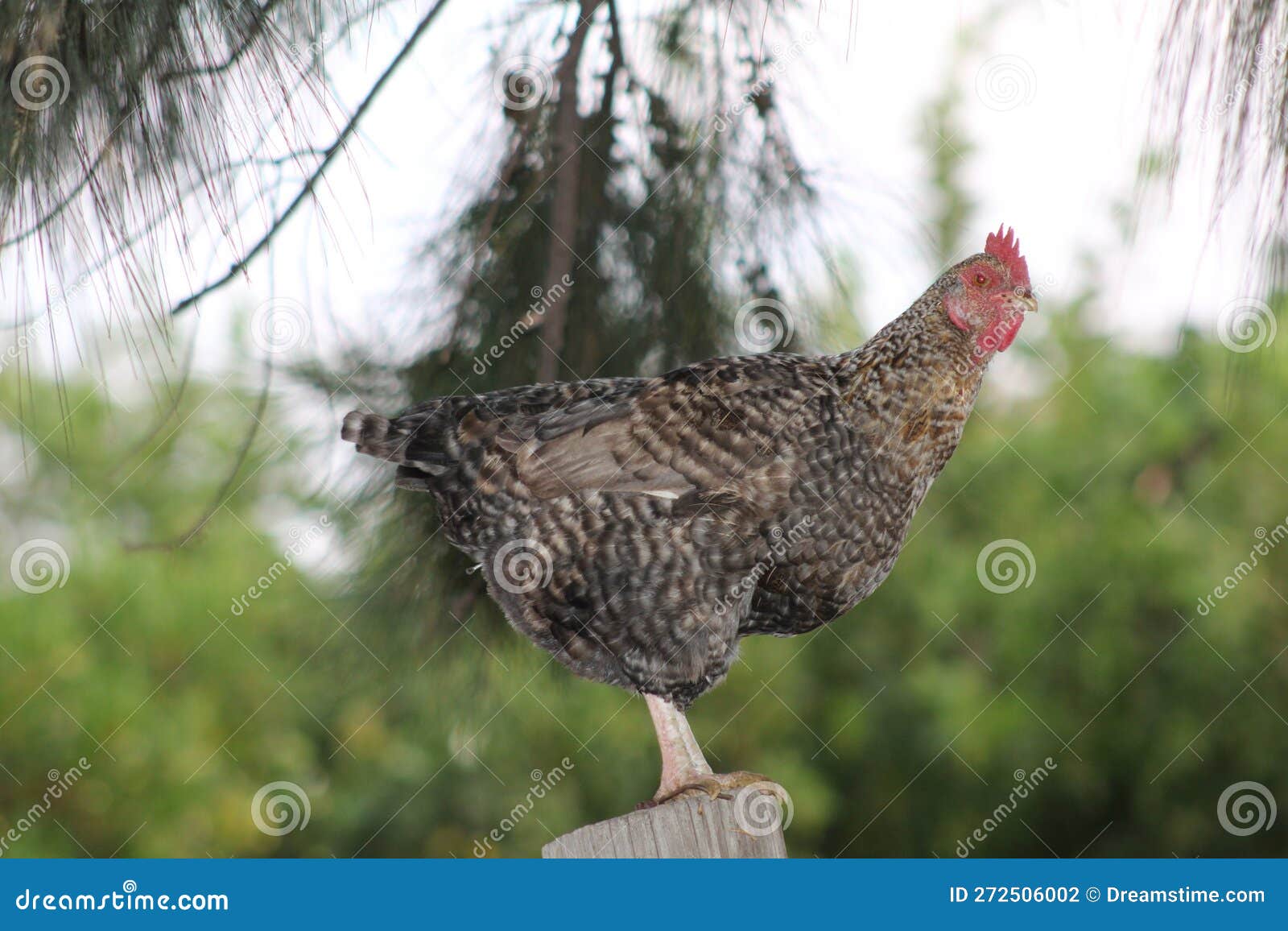 Chicken is Playing on the Pole Stock Photo - Image of chicken, tree ...