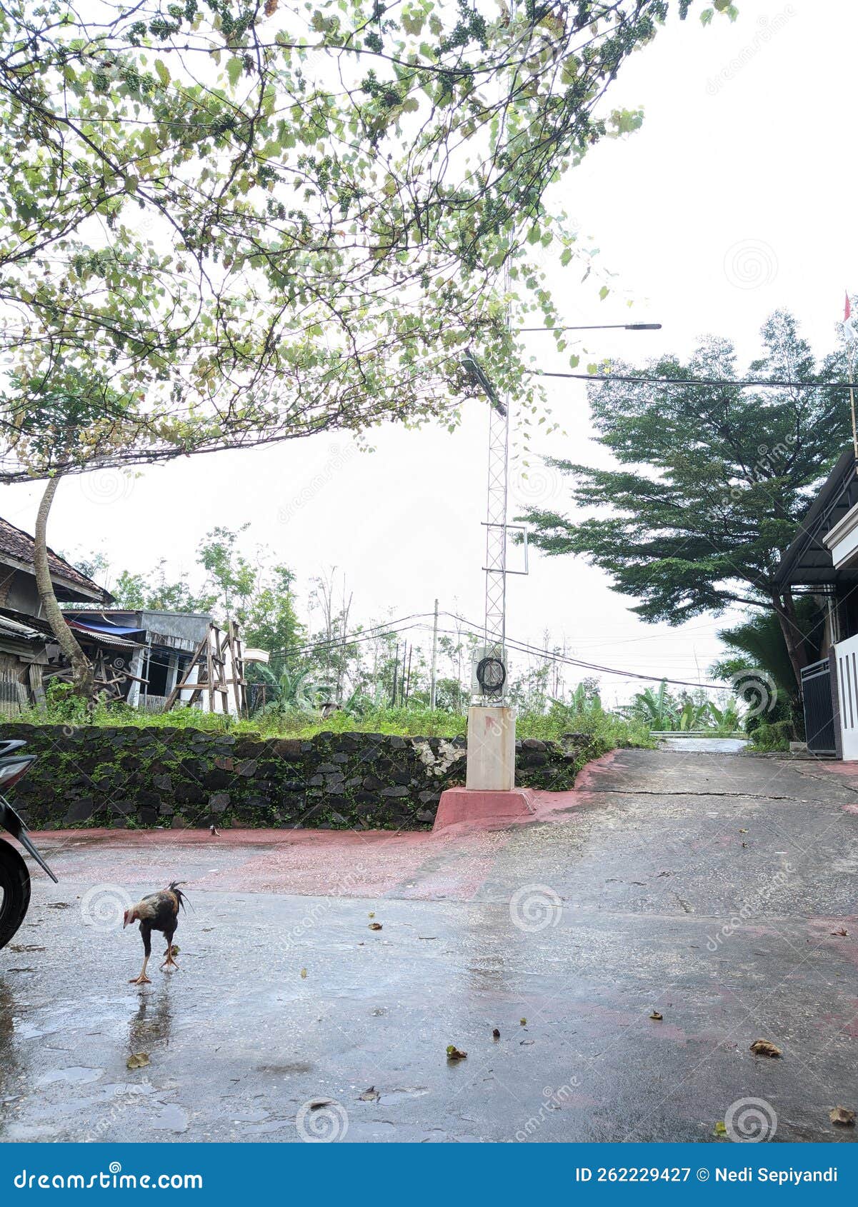 Wet Chicken In The Rain Royalty-Free Stock Photography | CartoonDealer ...