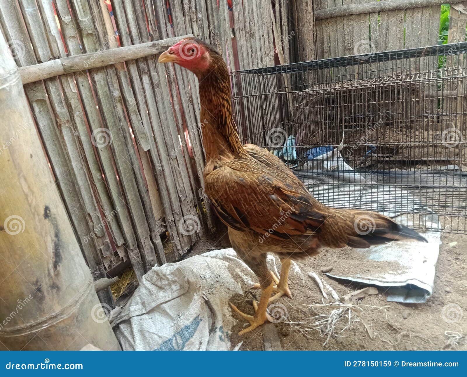 Chicken plucker stock image. Image of plucker, chicken - 278150159