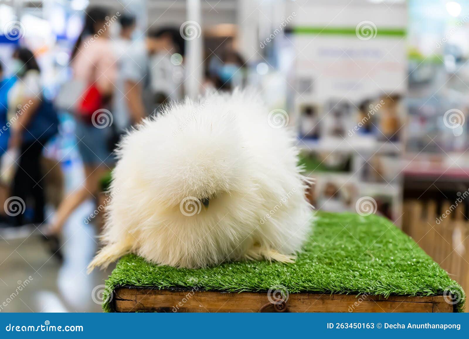 Chicken poodle stock image. Image of beak, close, beautiful - 263450163