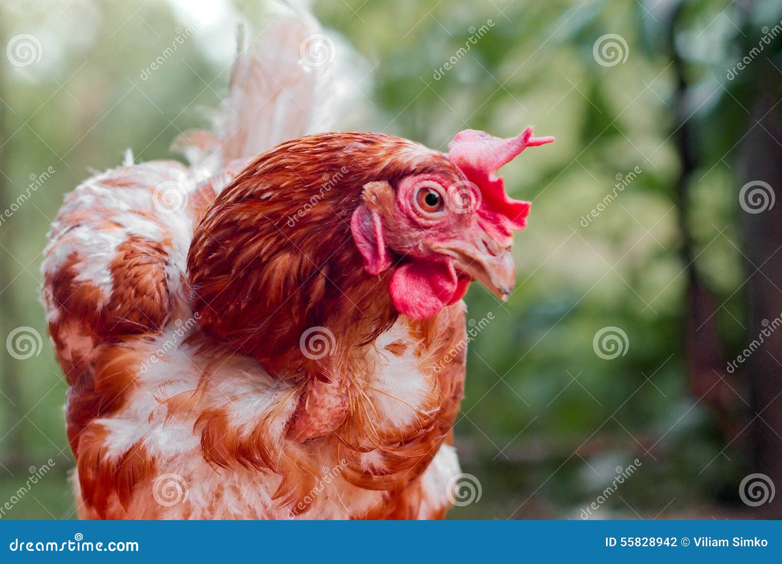 Evil Chicken Head Stock Photos - Free & Royalty-Free Stock Photos from ...