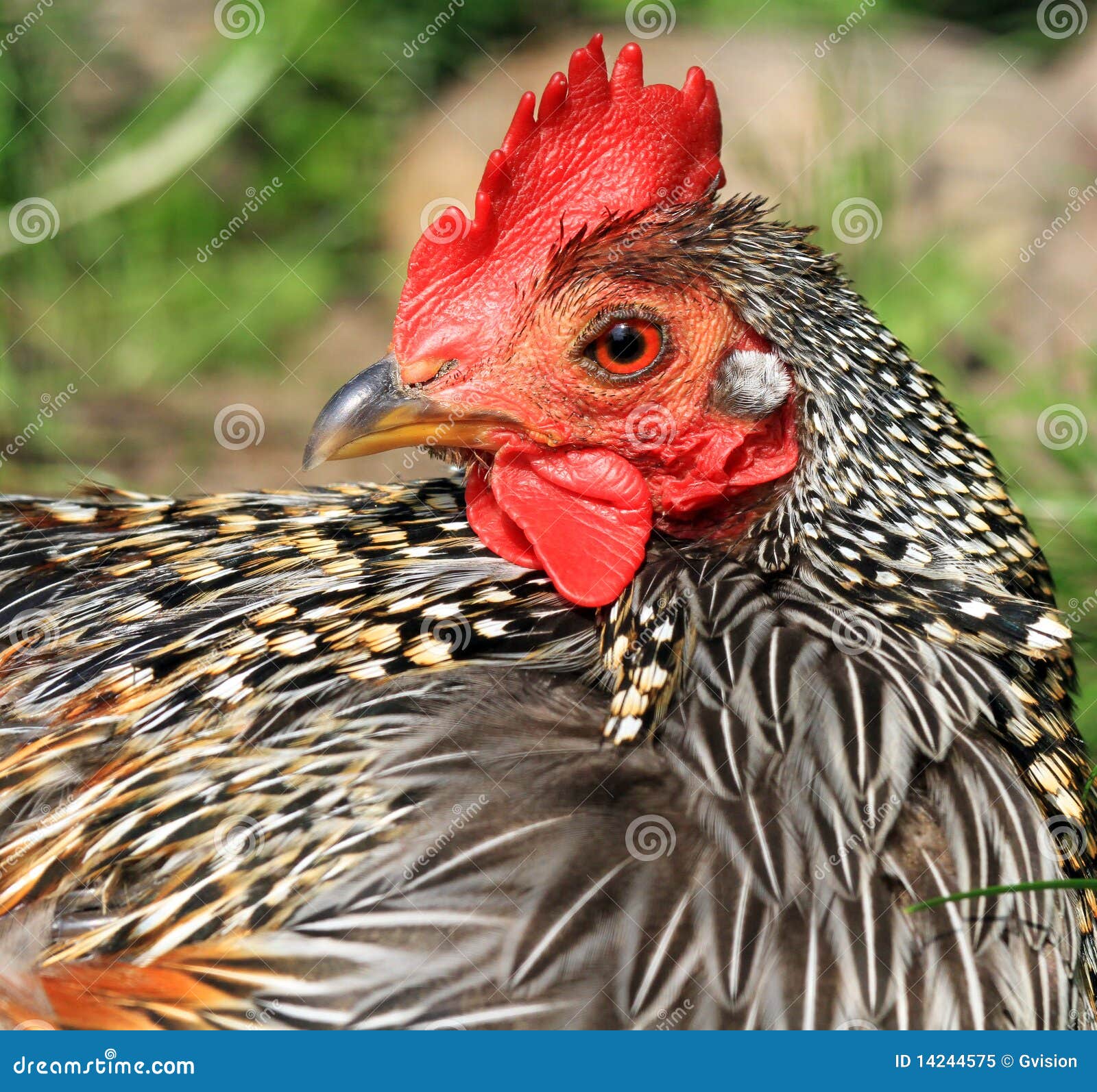 Chicken Portrait stock image. Image of chicken, rural - 14244575