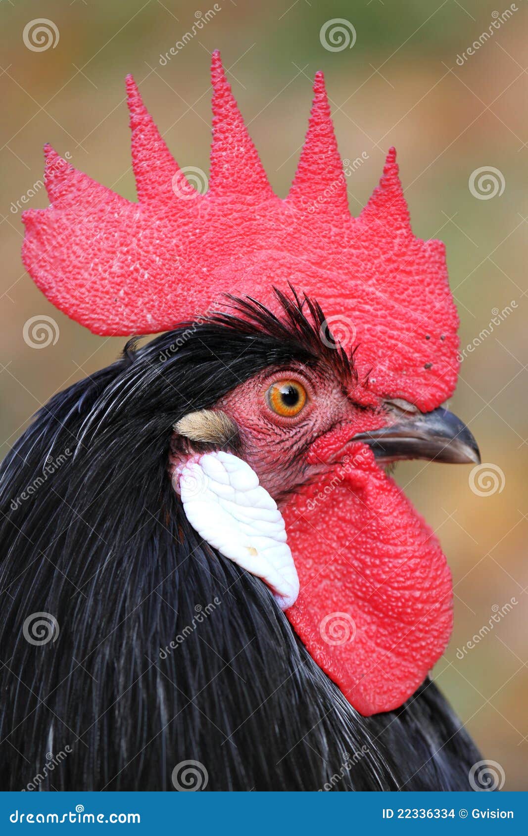 Chicken portrait stock photo. Image of male, chicken - 22336334