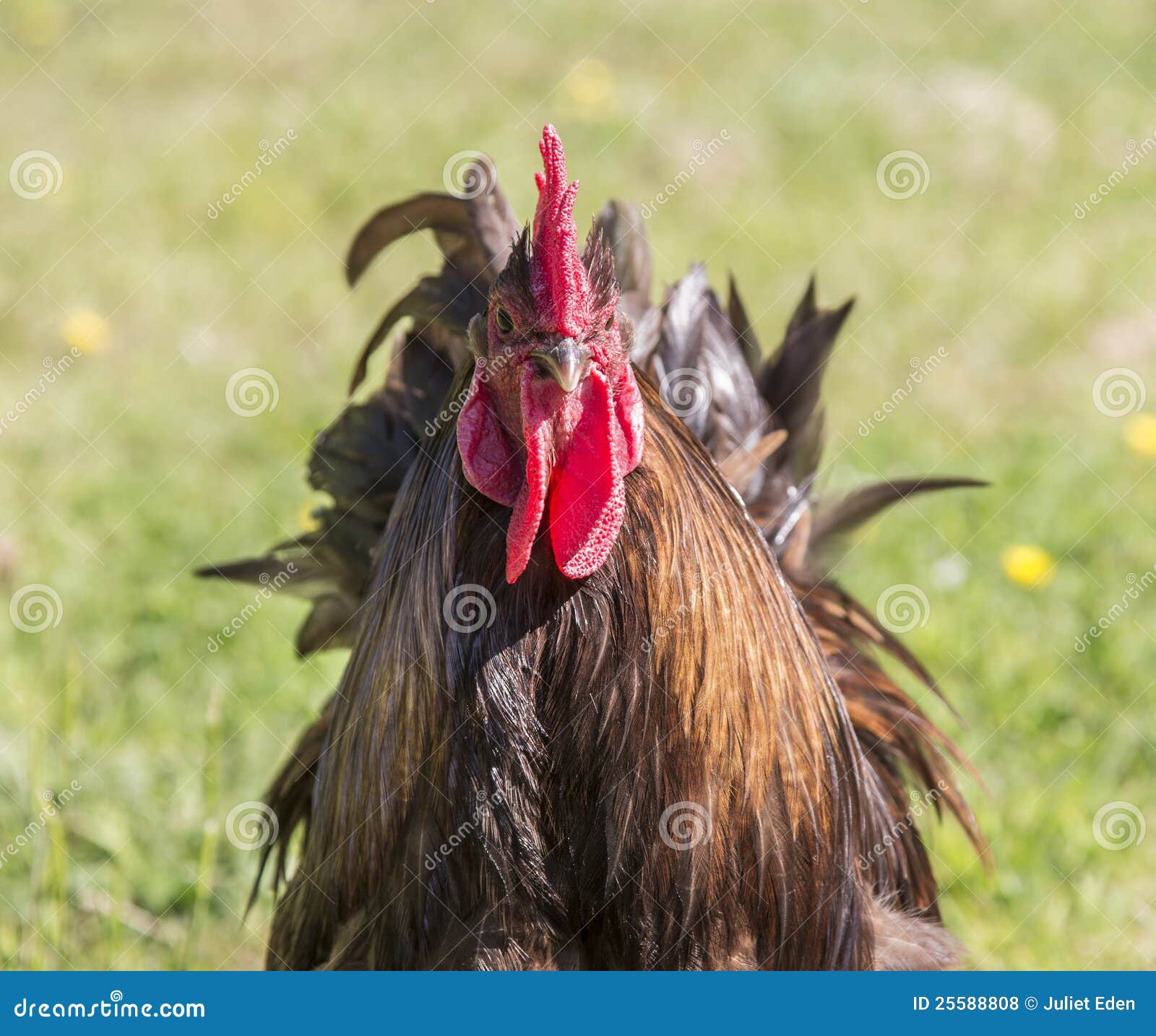 Chicken portrait stock photo. Image of green, chickens - 25588808