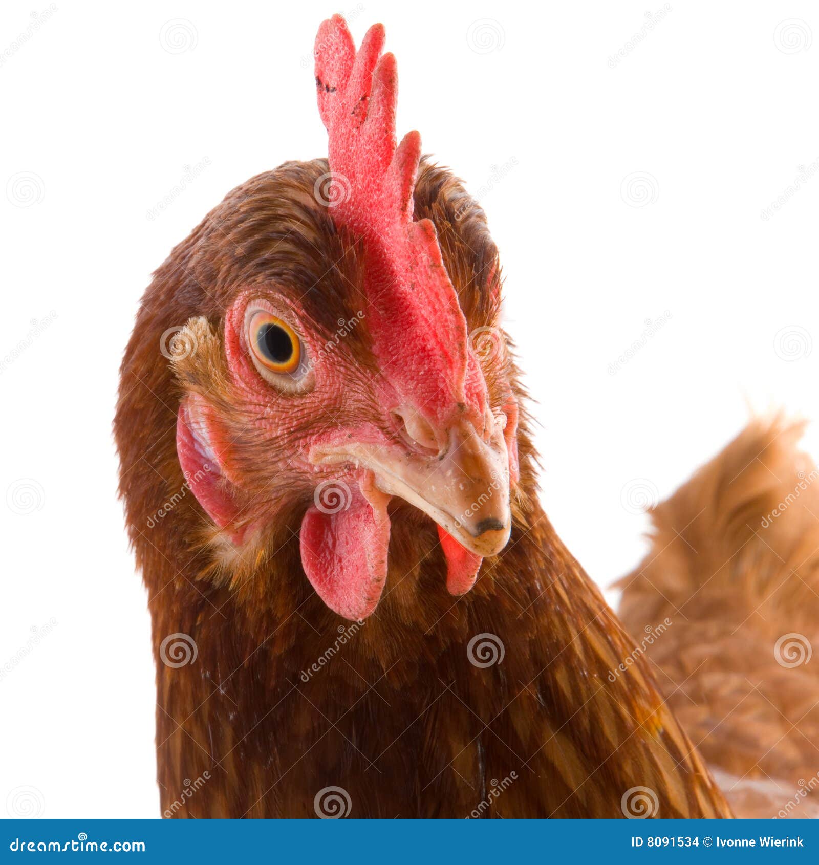 Chicken portrait stock photo. Image of portrait, stump - 8091534