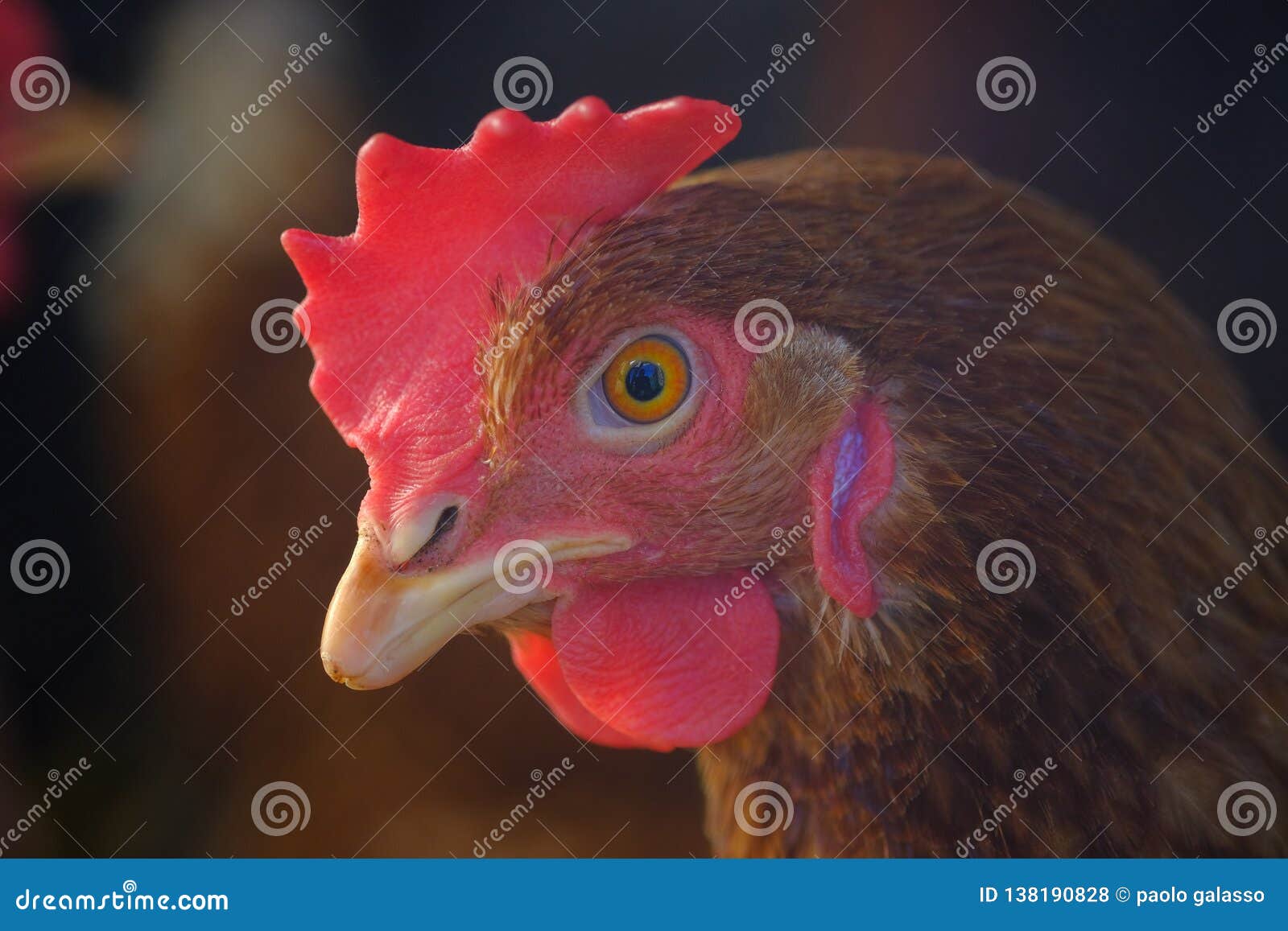 Chicken portrait stock photo. Image of animals, animaleye - 138190828