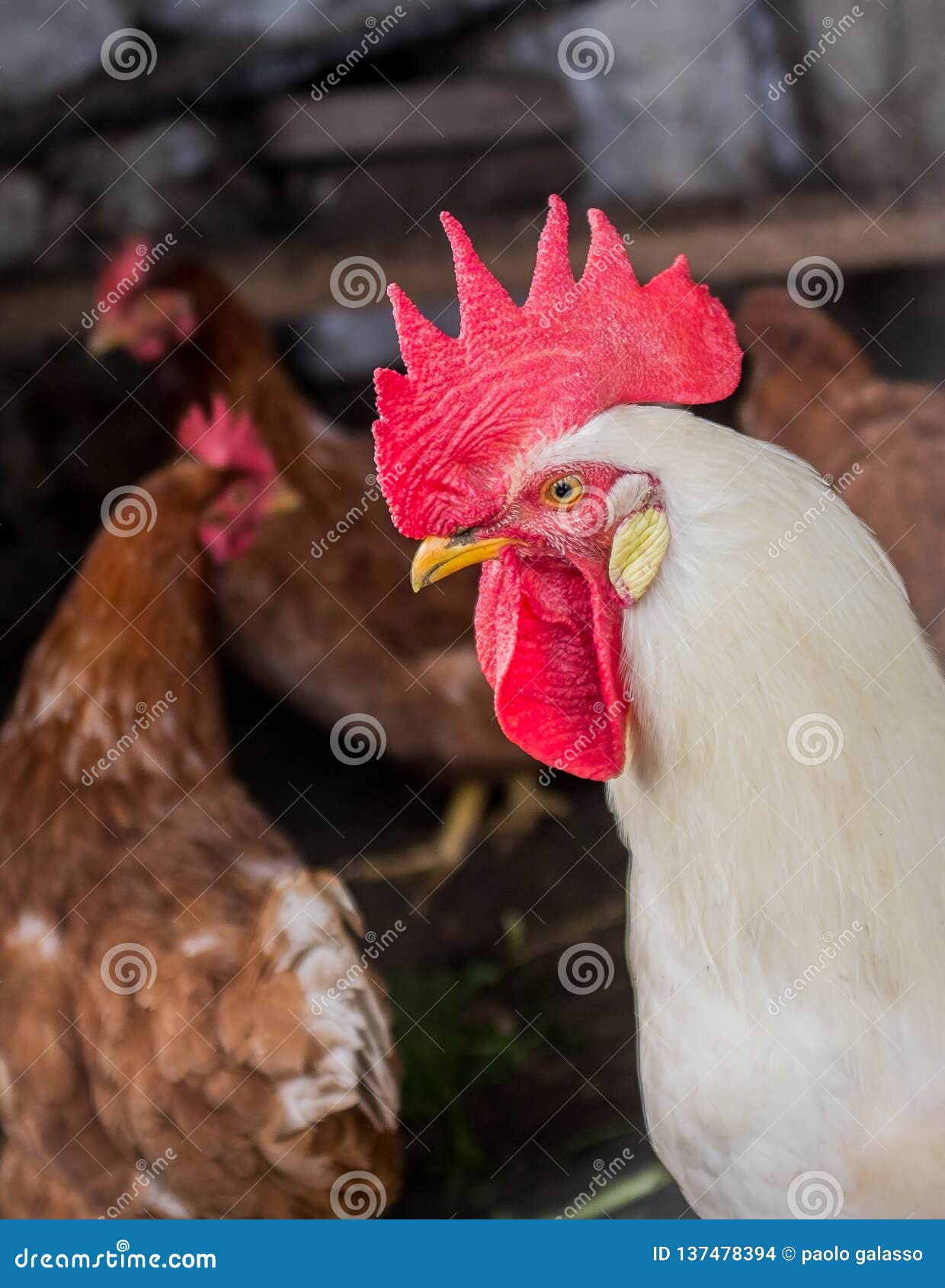 Chicken portrait stock photo. Image of animal, portrait - 137478394