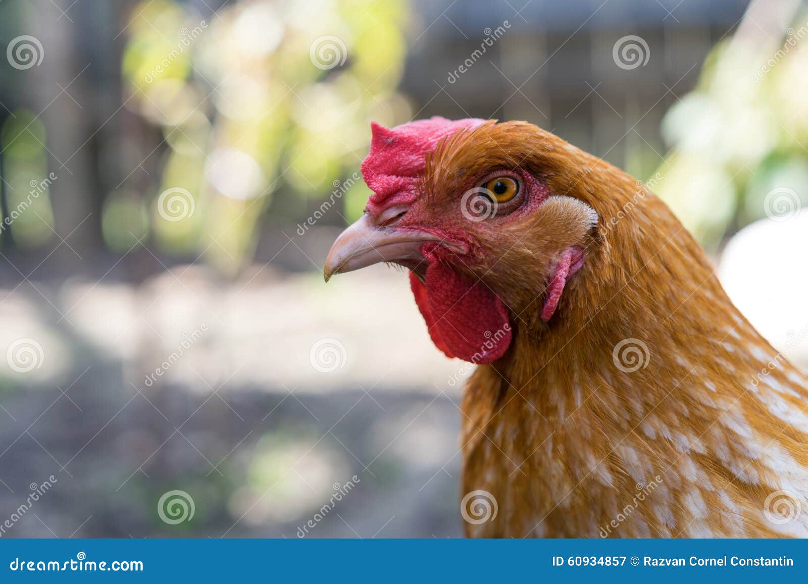 Chicken portrait stock image. Image of macro, closeups - 60934857