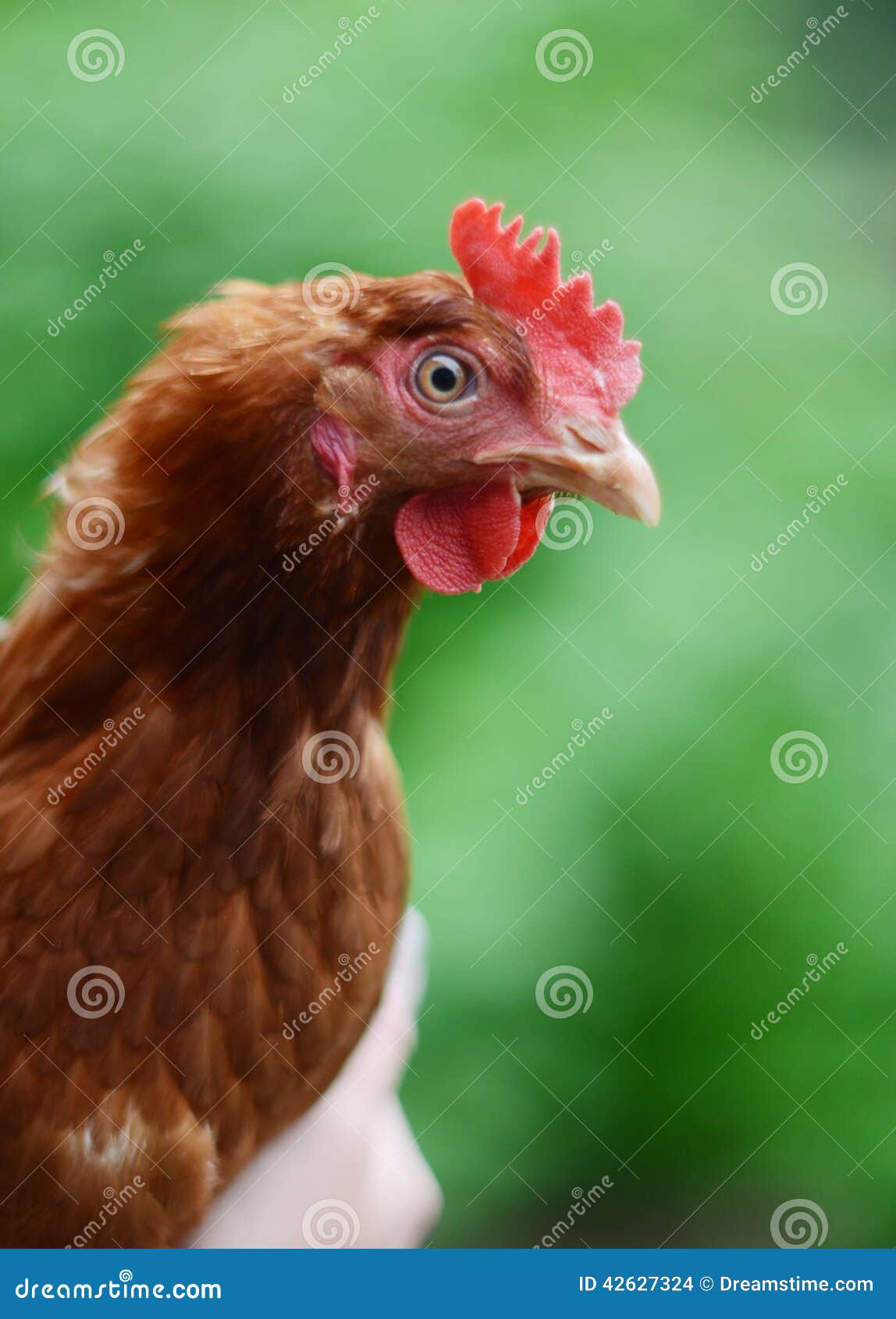 Finnish Native Breed Chicken Stock Photos - Free & Royalty-Free Stock ...