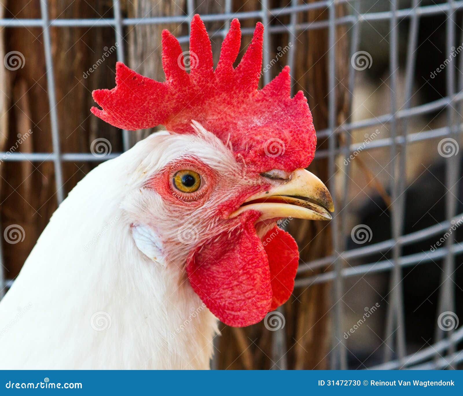Chicken portrait stock photo. Image of farm, animal, farming - 31472730