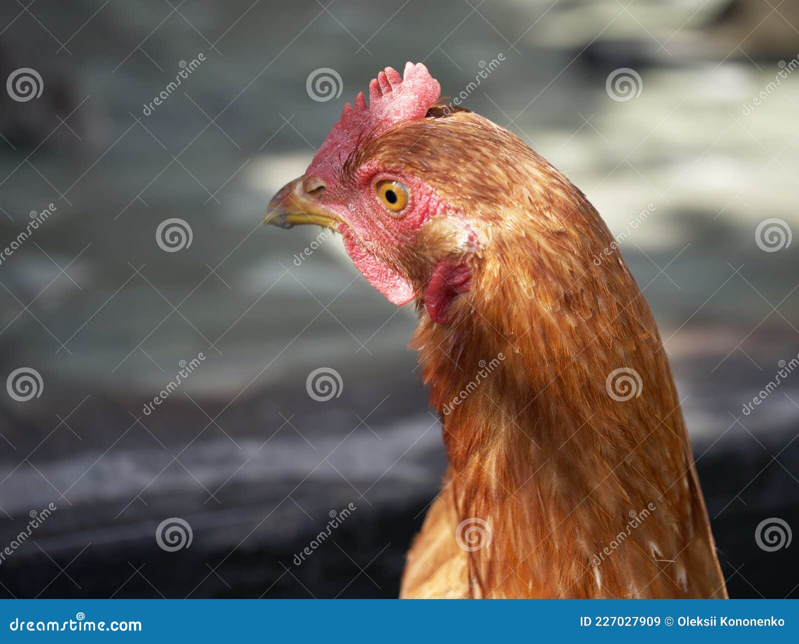 Chicken Portrait Side View, Close-up. Portrait of a Beautiful Chicken ...