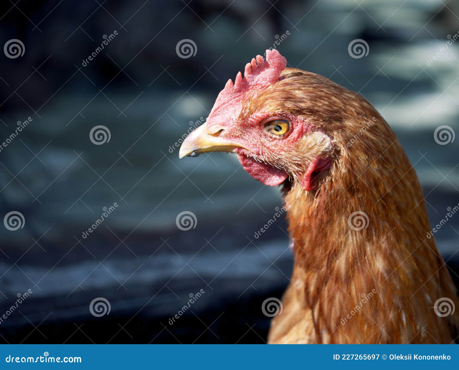 Chicken Portrait Side View, Close-up. Portrait of a Beautiful Chicken ...