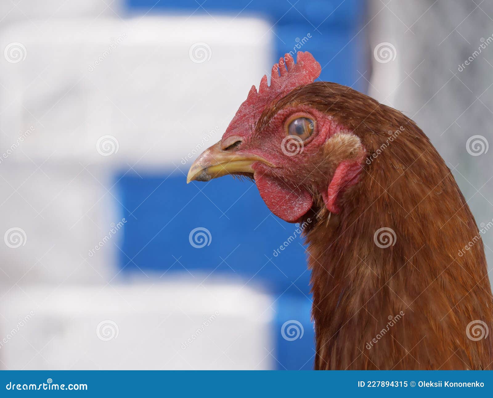 Chicken Portrait Side View, Close-up. Portrait of a Beautiful Chicken ...