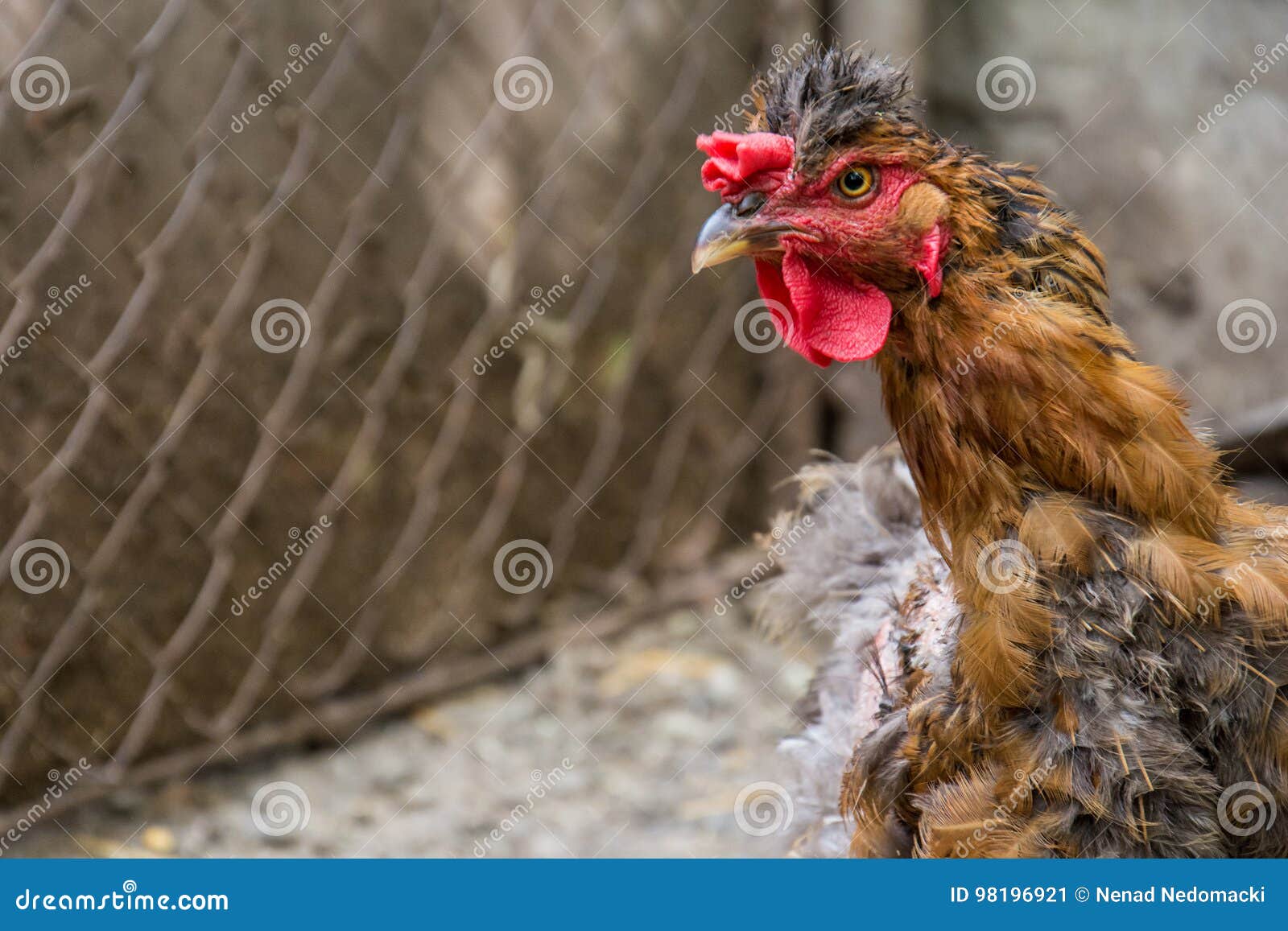 Chicken Portrait stock image. Image of multi, healthy - 98196921