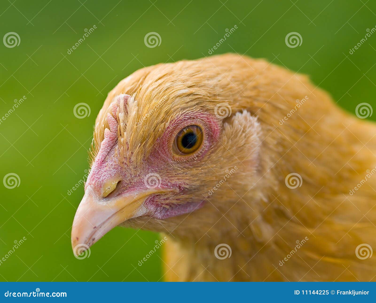 Chicken Portraits stock image. Image of avian, comb, eyes - 11144225