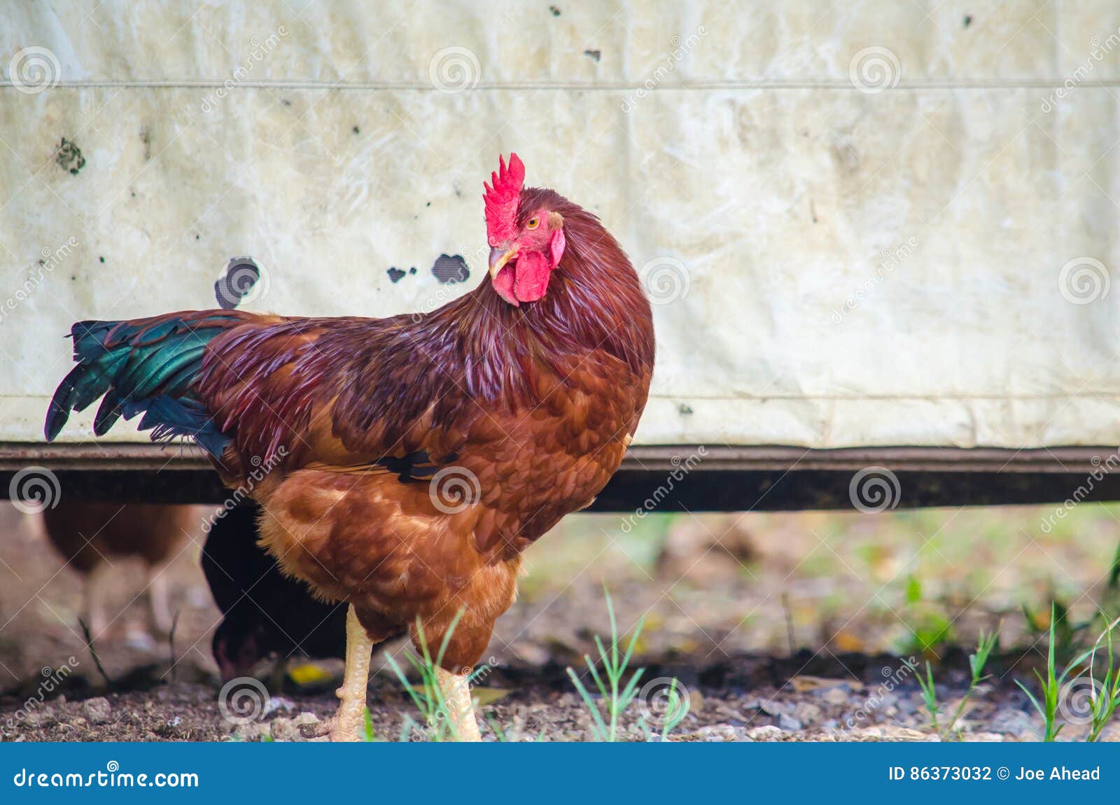 Chicken Poses For The Photographer. Stock Photography | CartoonDealer ...