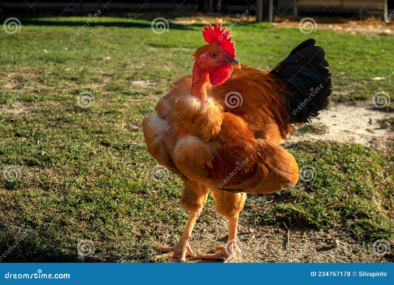 Chicken Posing for Camera with Grass Backdrop Stock Photo - Image of ...