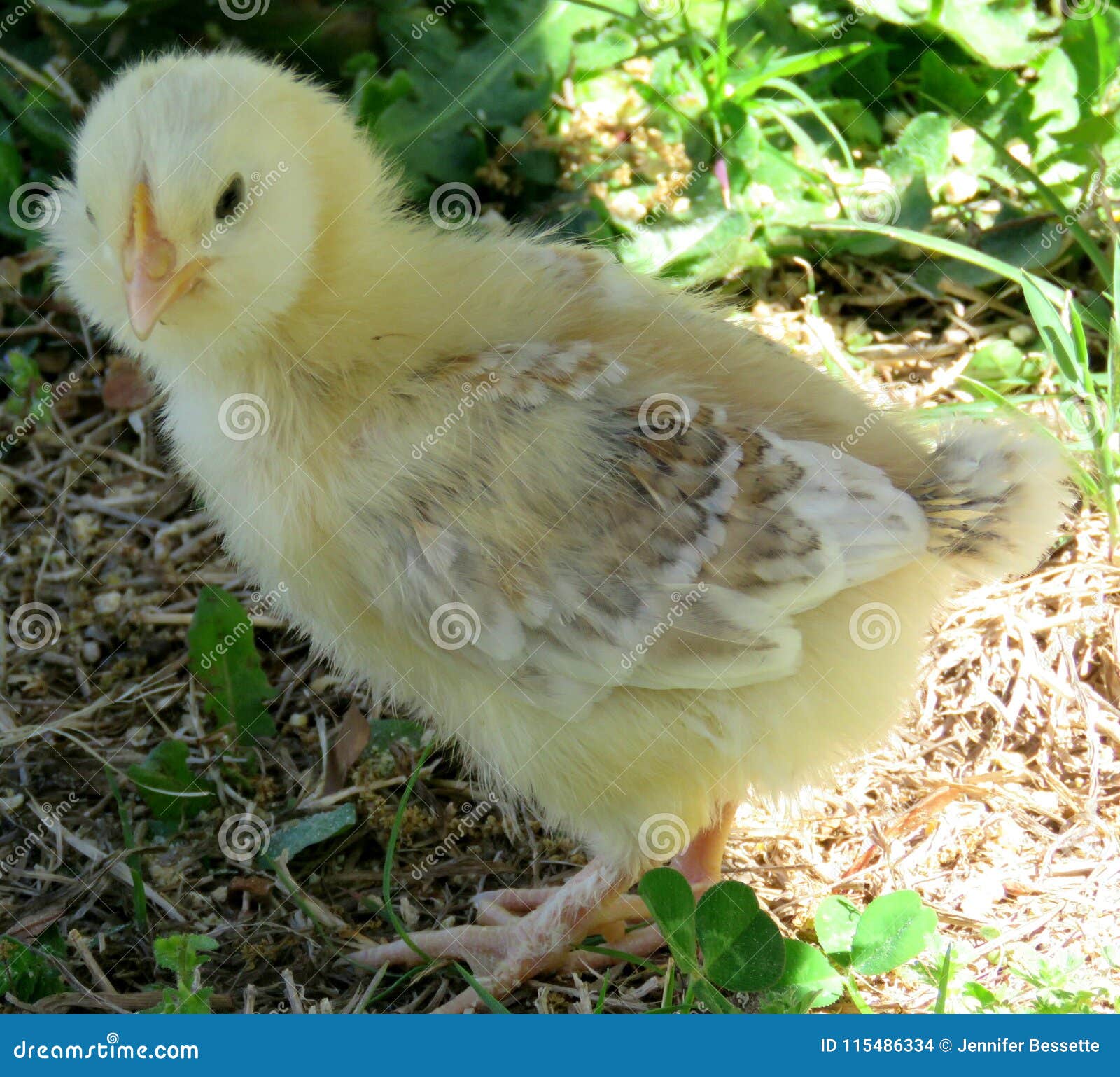Chicken posing stock photo. Image of pretty, chicken - 115486334