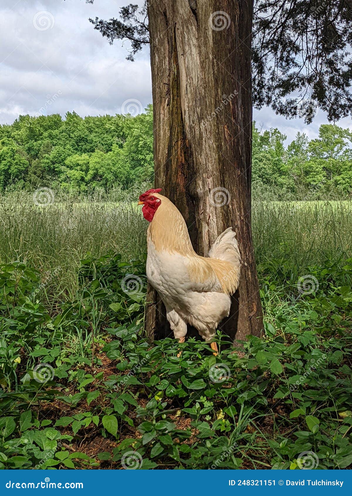 Chicken posing by tree stock image. Image of posing - 248321151