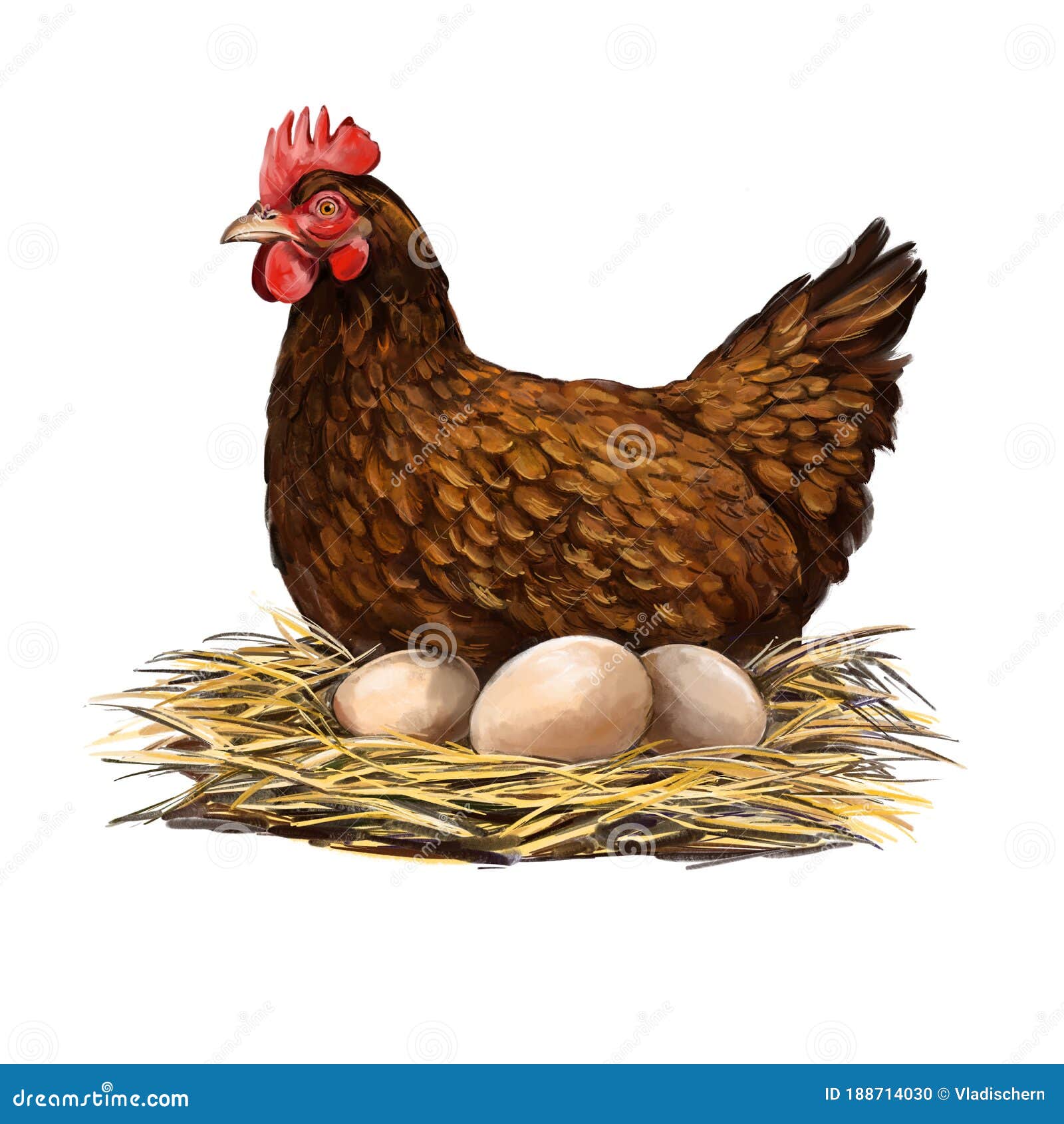 Chicken Poultry With Chicken Eggs Domestic Birds Art Illustration