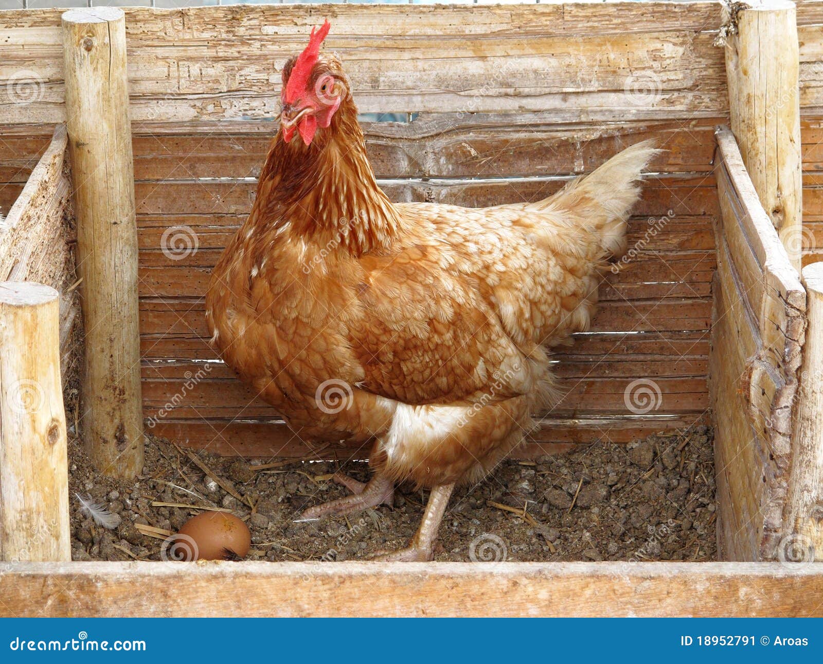 Chicken in a poultry farm stock image. Image of food - 18952791