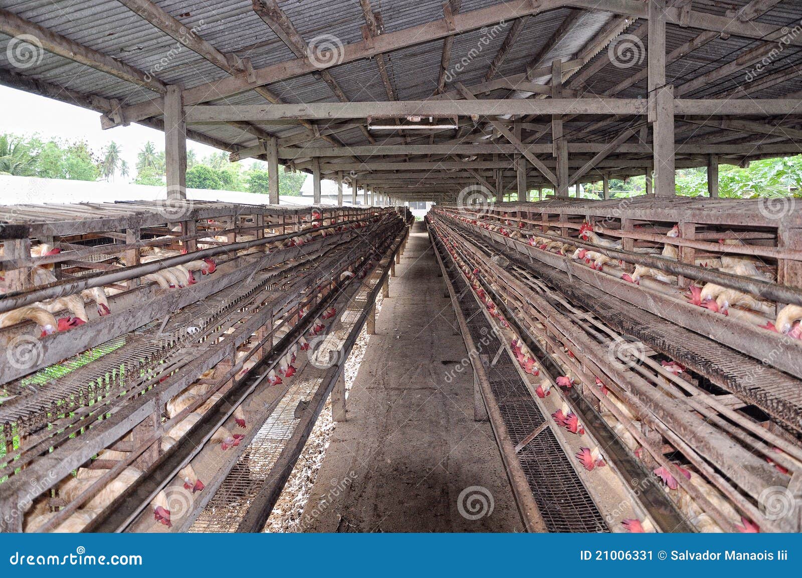 Chicken Poultry Farm stock image. Image of barnyard, fertility - 21006331