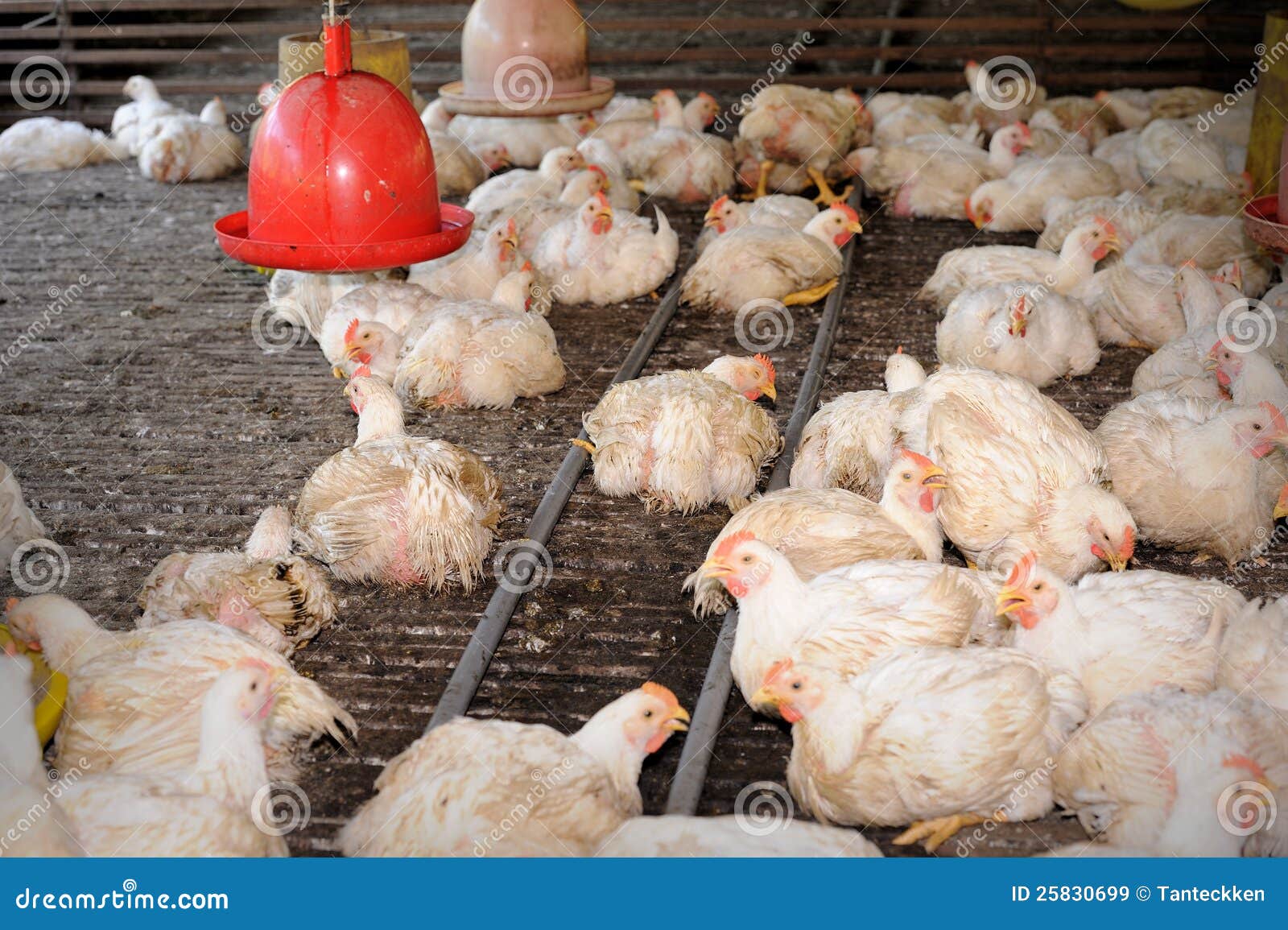 Chicken in poultry farm stock image. Image of rural, crested - 25830699