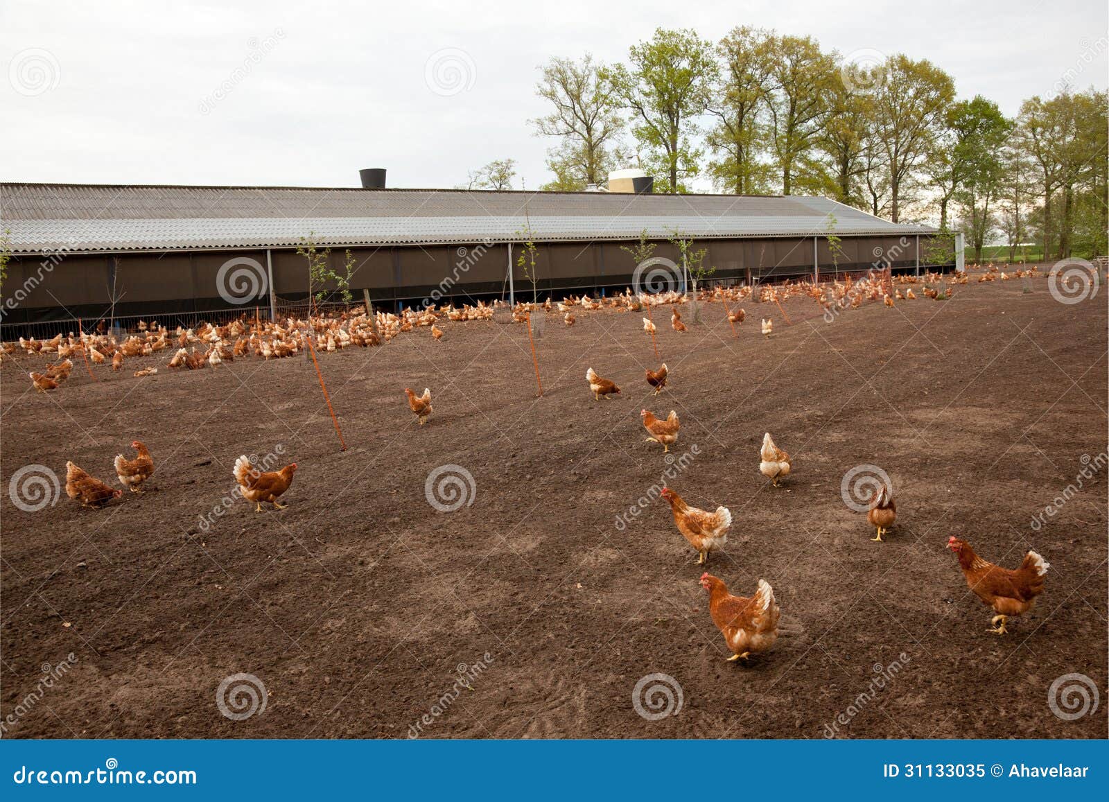 Chicken at Poultry Farm in the Netherlands Stock Image - Image of ...