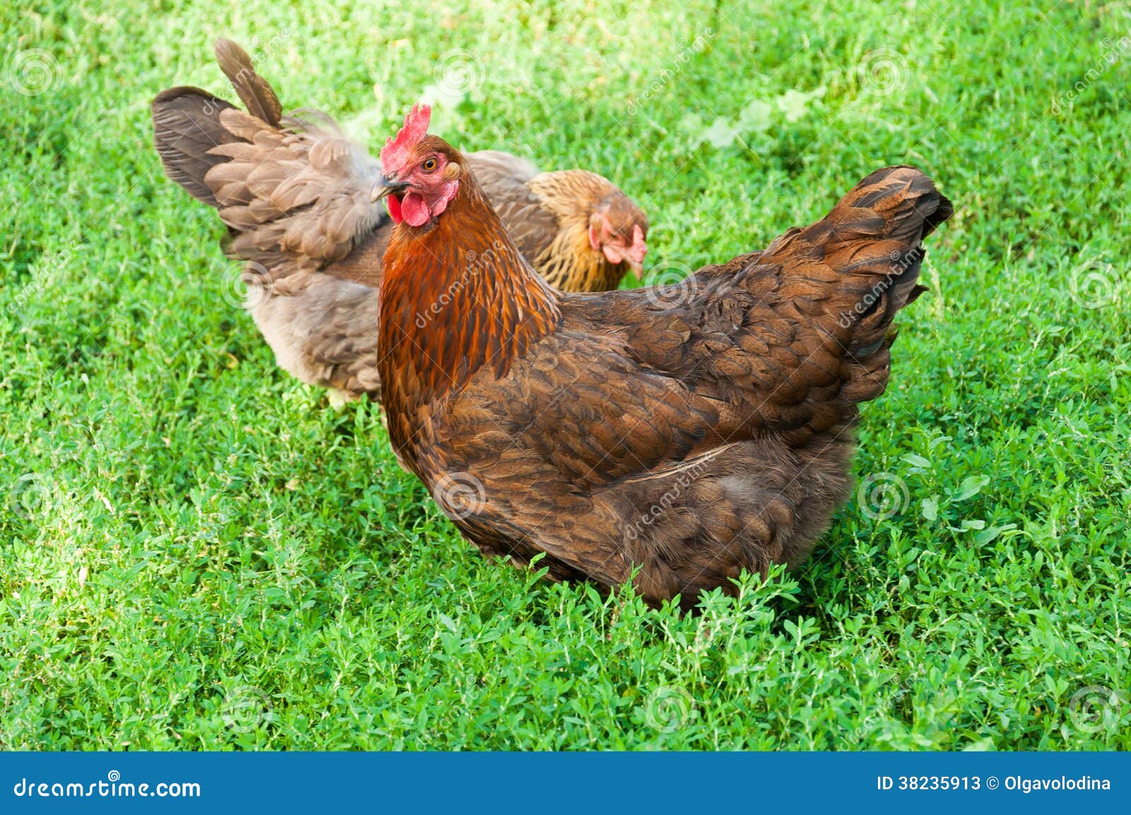 Chicken on poultry yard stock image. Image of poultry - 38235913
