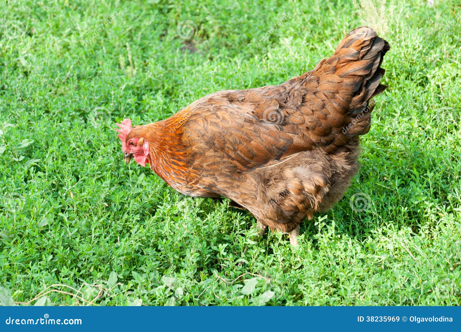Chicken on poultry yard stock image. Image of chicken - 38235969