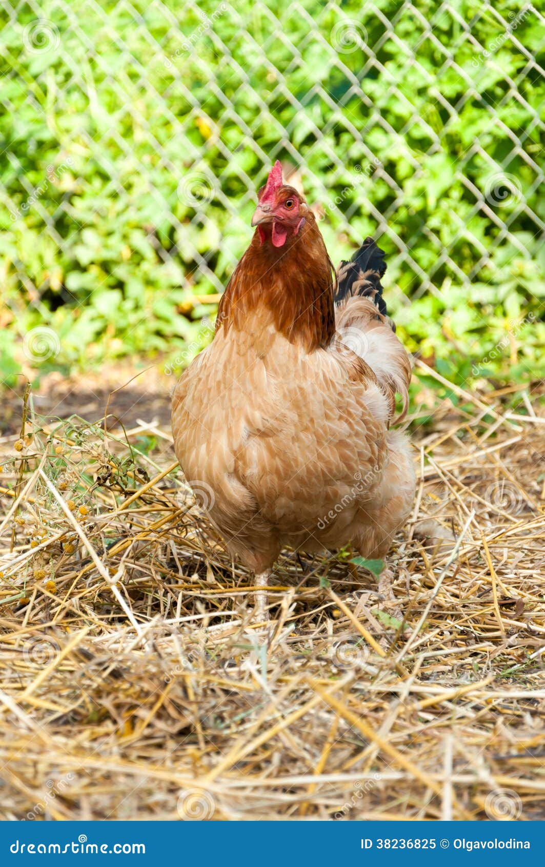 Chicken on poultry yard stock image. Image of backyard - 38236825