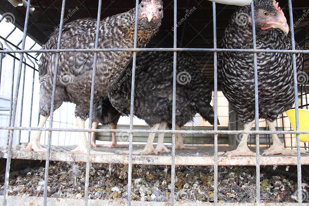 Chicken prison stock image. Image of farm, animal, captivity - 32083631