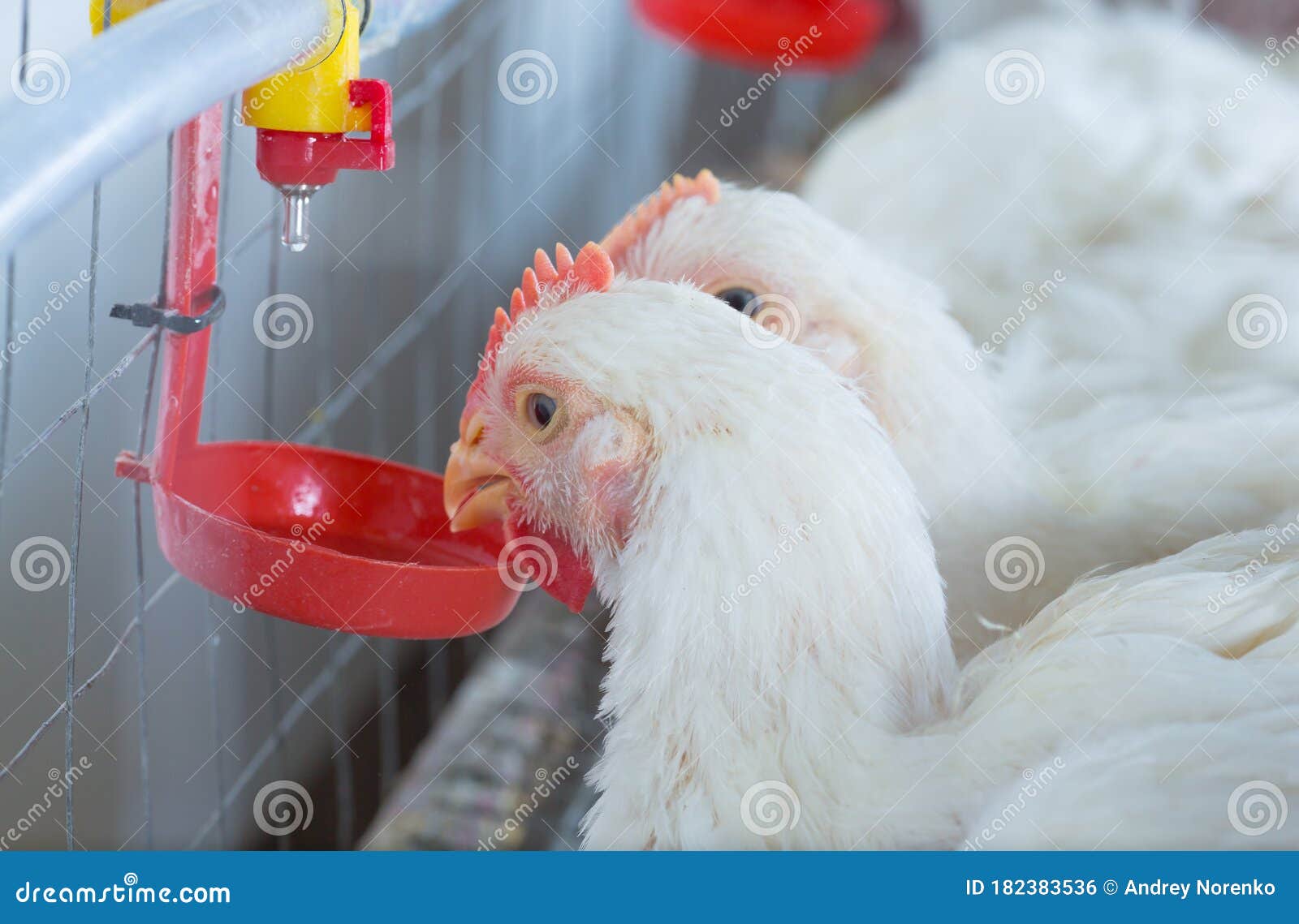 Chicken and Chicken Production at the Poultry Farm Stock Photo - Image ...