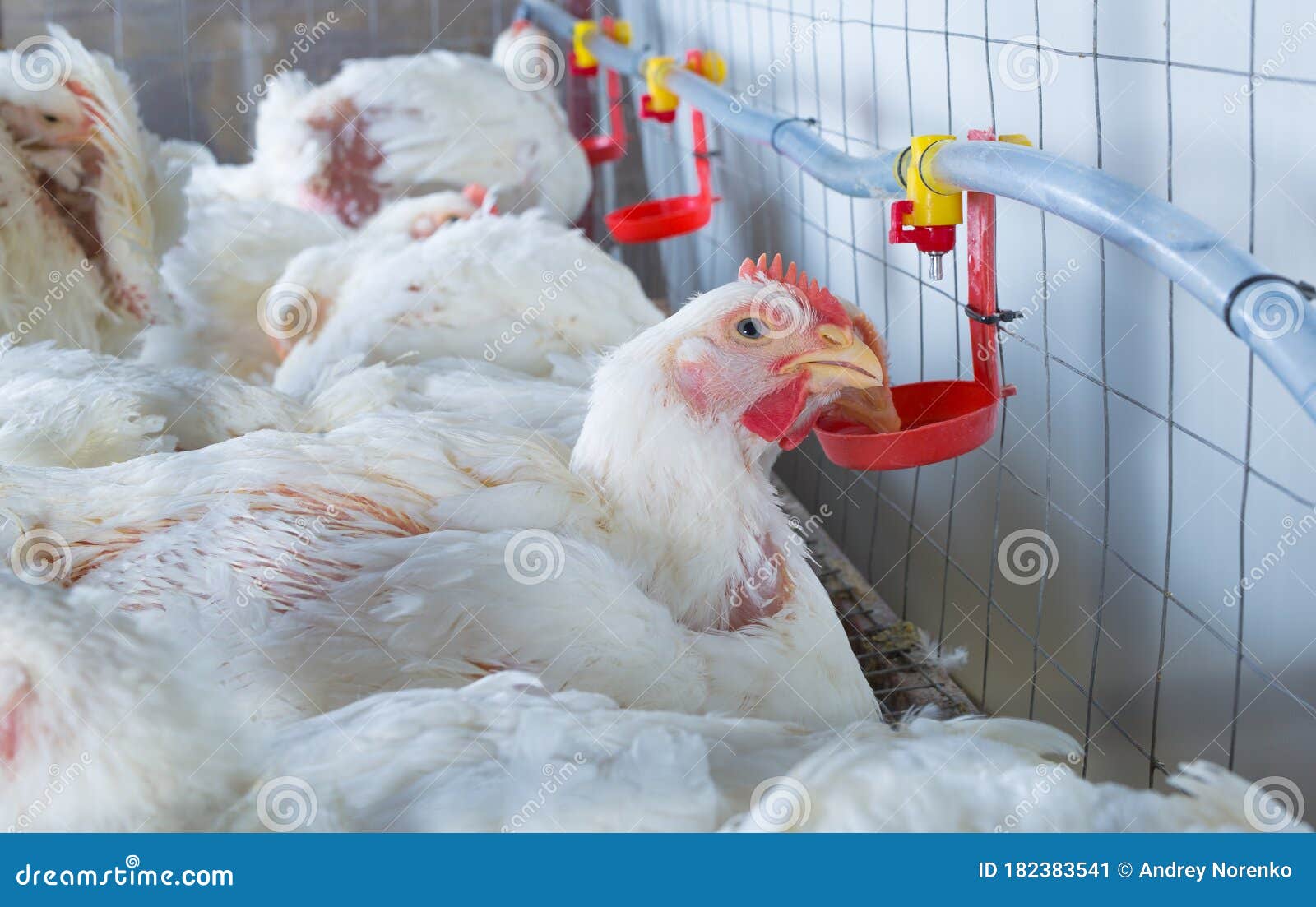Chicken and Chicken Production at the Poultry Farm Stock Image - Image ...