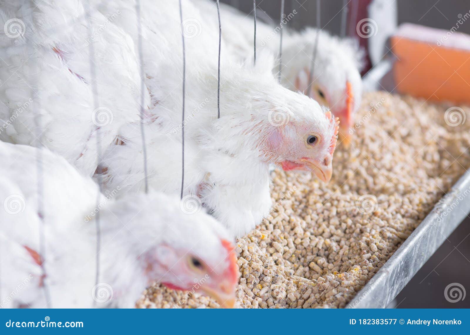 Chicken and Chicken Production at the Poultry Farm Stock Image - Image ...