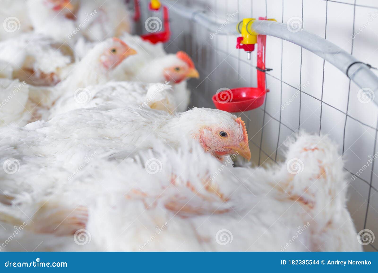 Chicken and Chicken Production at the Poultry Farm Stock Photo - Image ...