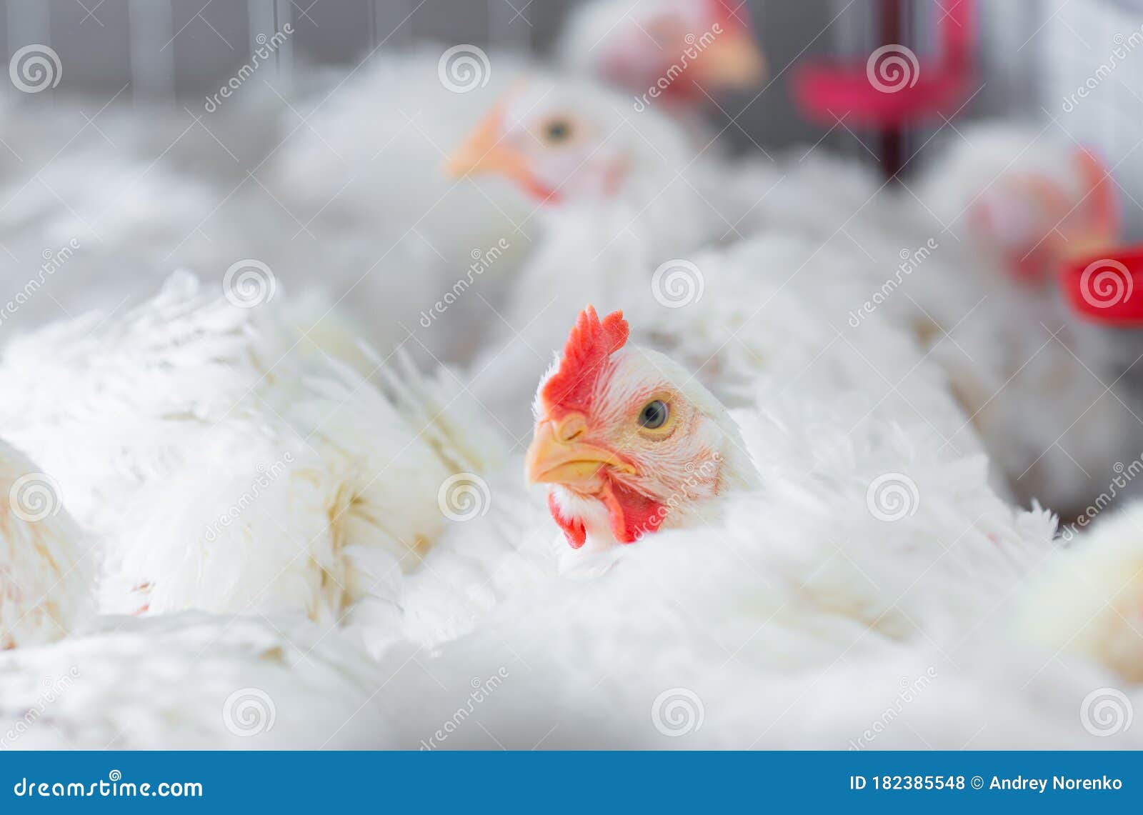Chicken and Chicken Production at the Poultry Farm Stock Photo - Image ...