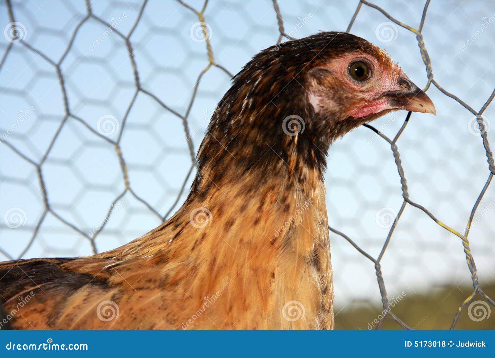 Chicken profile stock photo. Image of farm, chicken, coop - 5173018